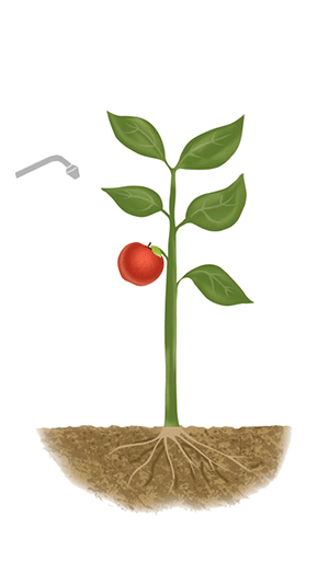 Why Foliar Fertilizers – Vigour